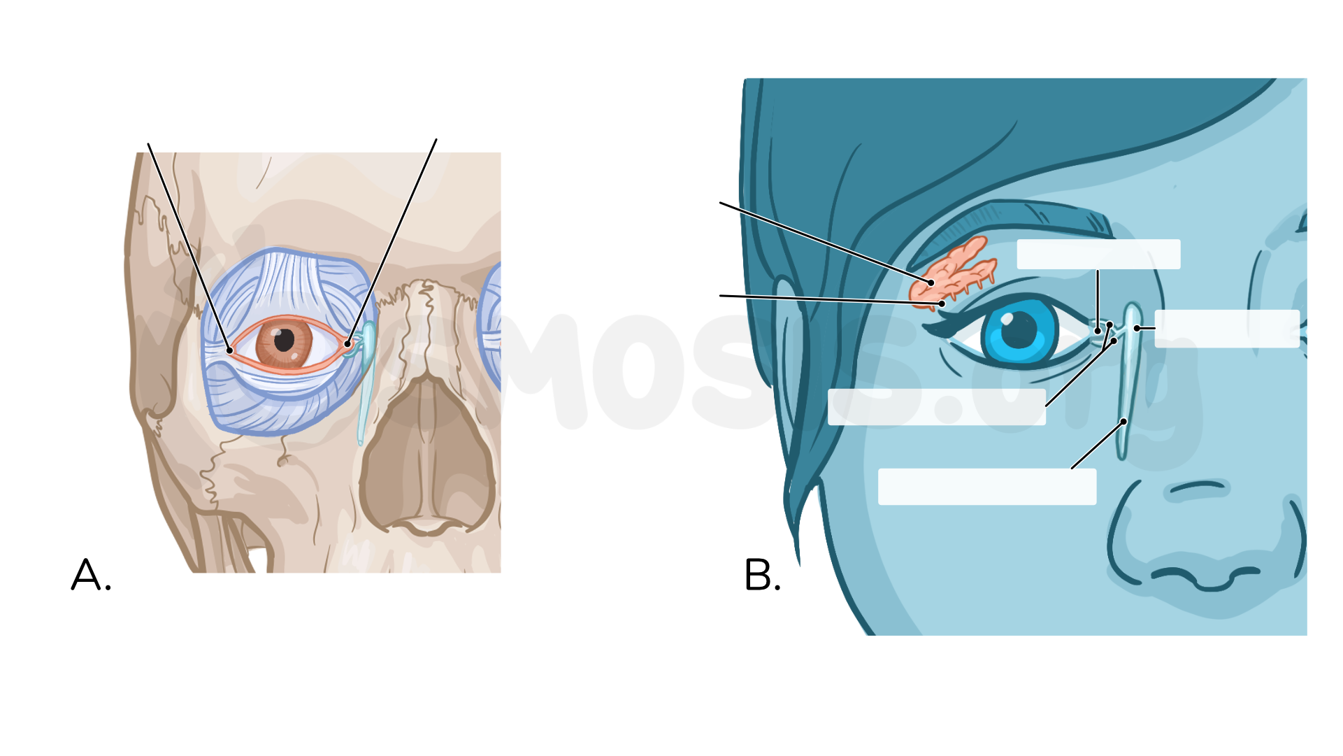 Anatomy of the orbit | Osmosis