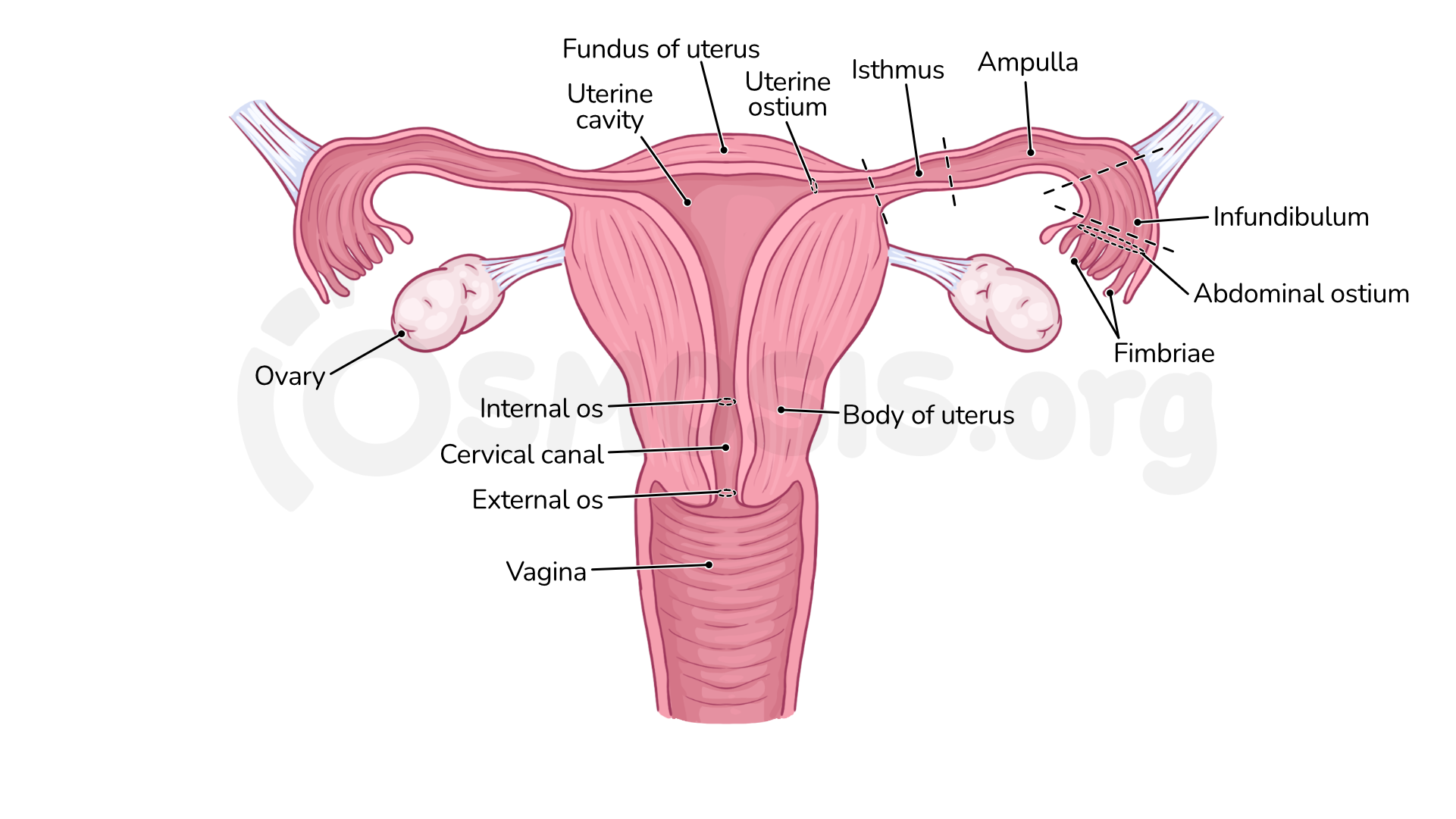 Anatomy Of The Female Reproductive Organs Of The Pelvis Osmosis My Anatomy Of The Female Reproductive Organs Of The Pelvis Osmosis My
