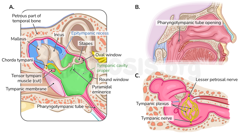 Anatomy Of The External And Middle Ear Osmosis