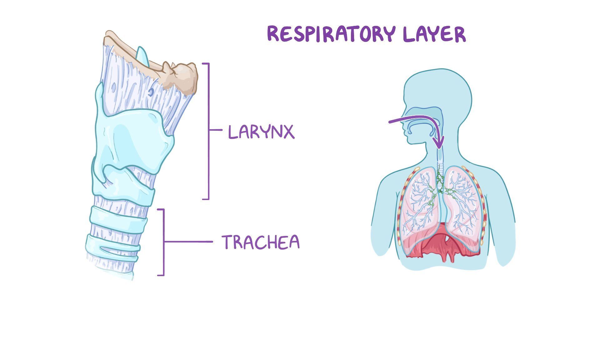 Anatomy of the larynx and trachea - Osmosis
