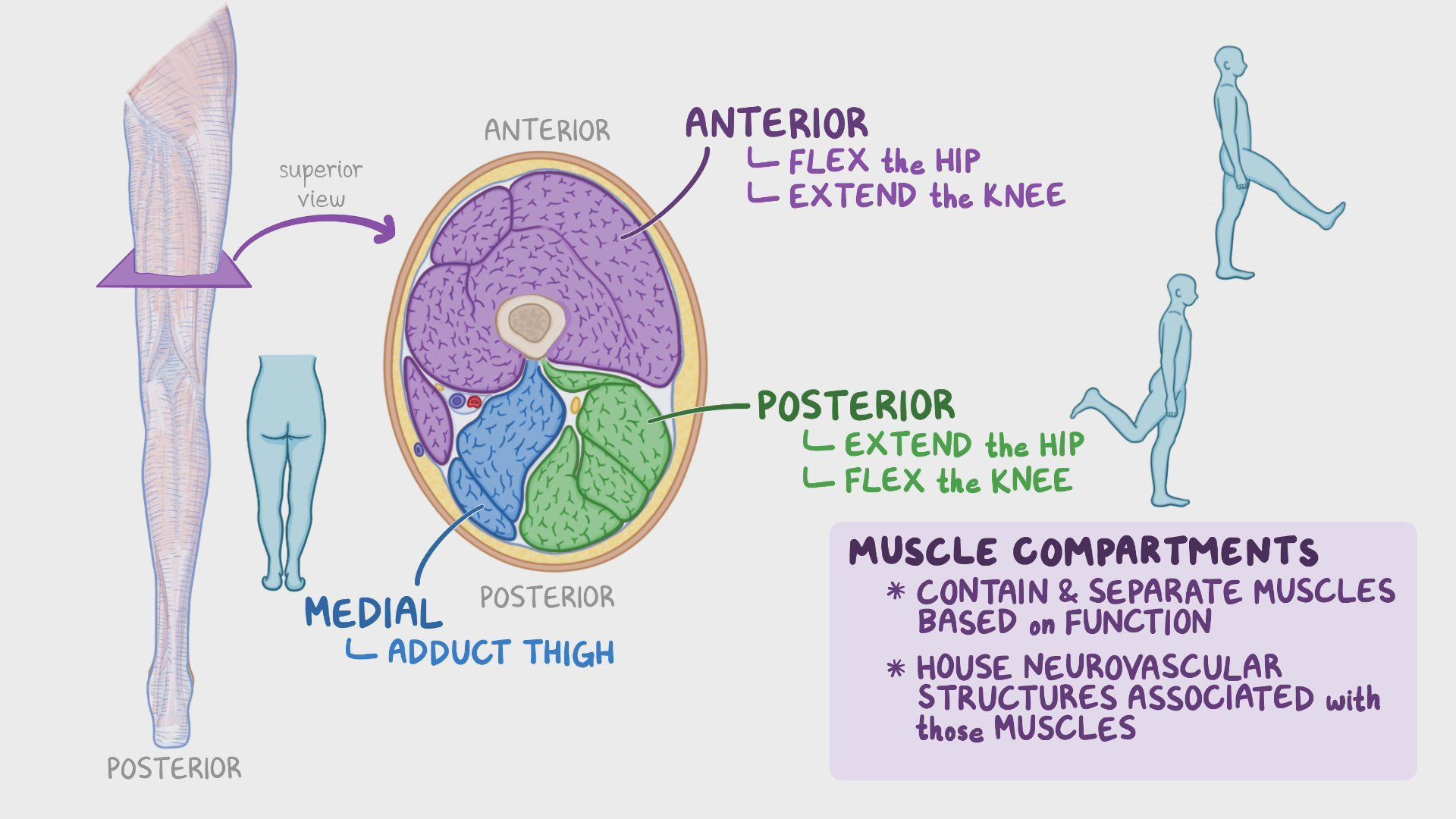 Video: Fascia, vessels and nerves of the lower limb | Osmosis
