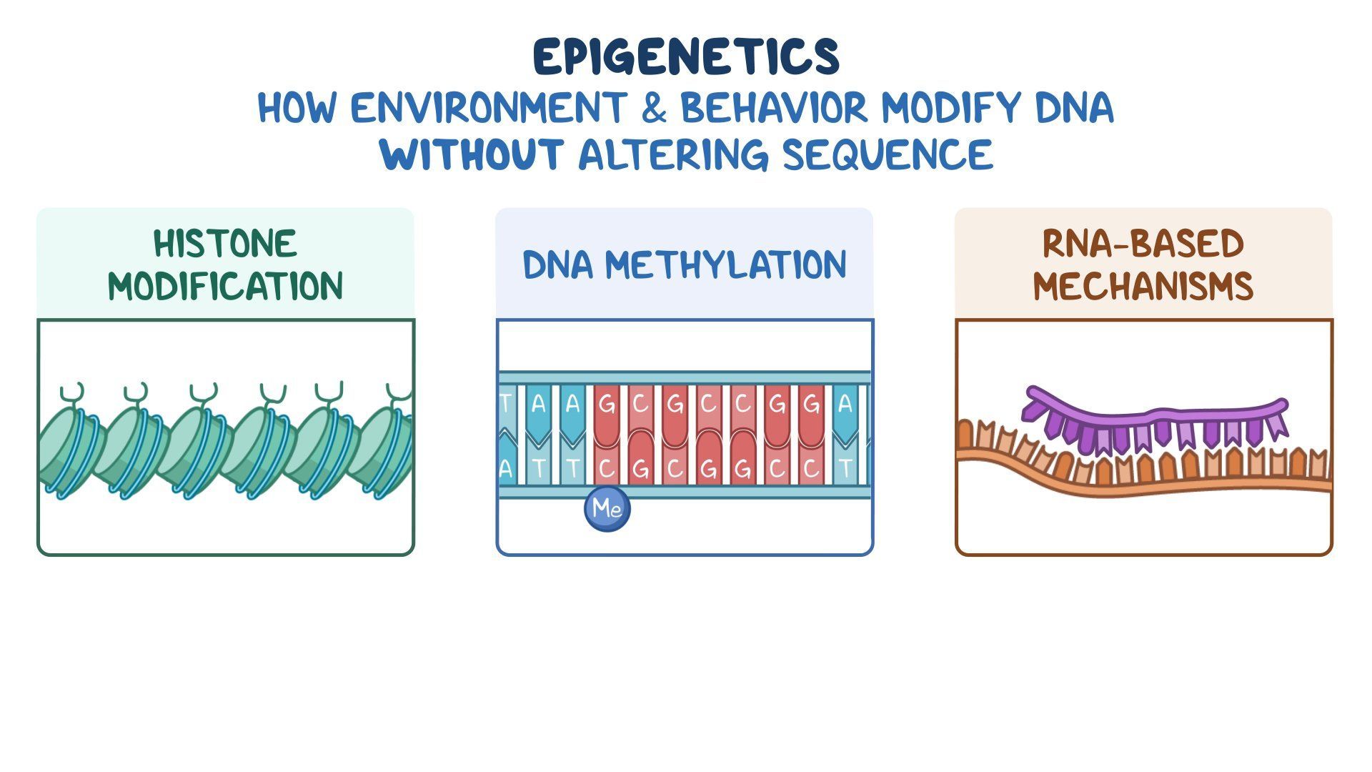 Video: Epigenetics Mechanisms and Human Development
