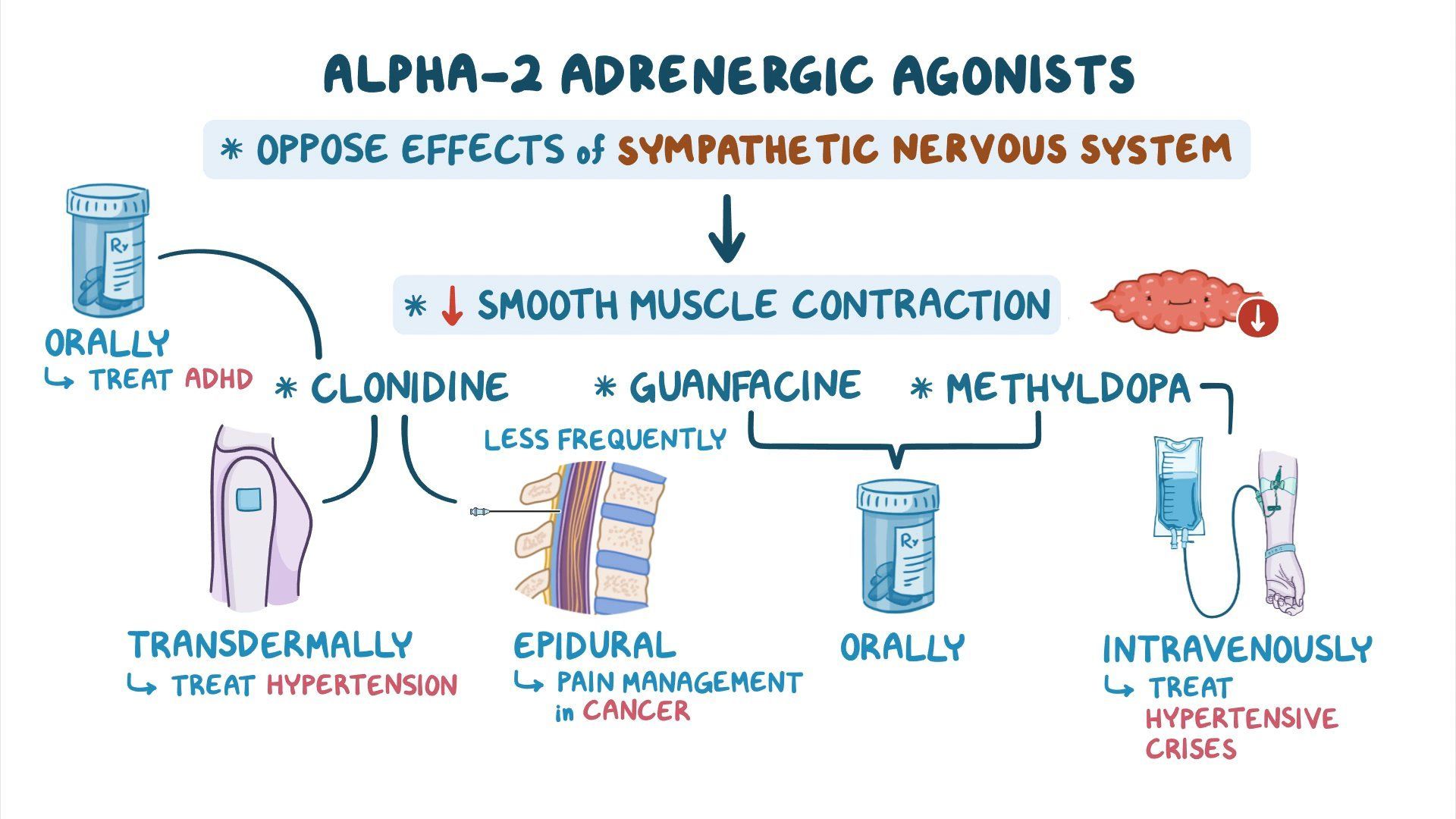 Video Alpha 2 Adrenergic Agonists Nursing Pharmacology Osmosis Video Alpha 2 Adrenergic Agonists Nursing Pharmacology Osmosis