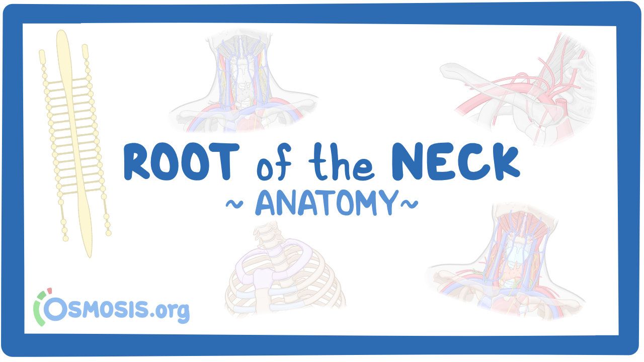 Superficial Structures Of The Neck Anterior Triangle Osmosis