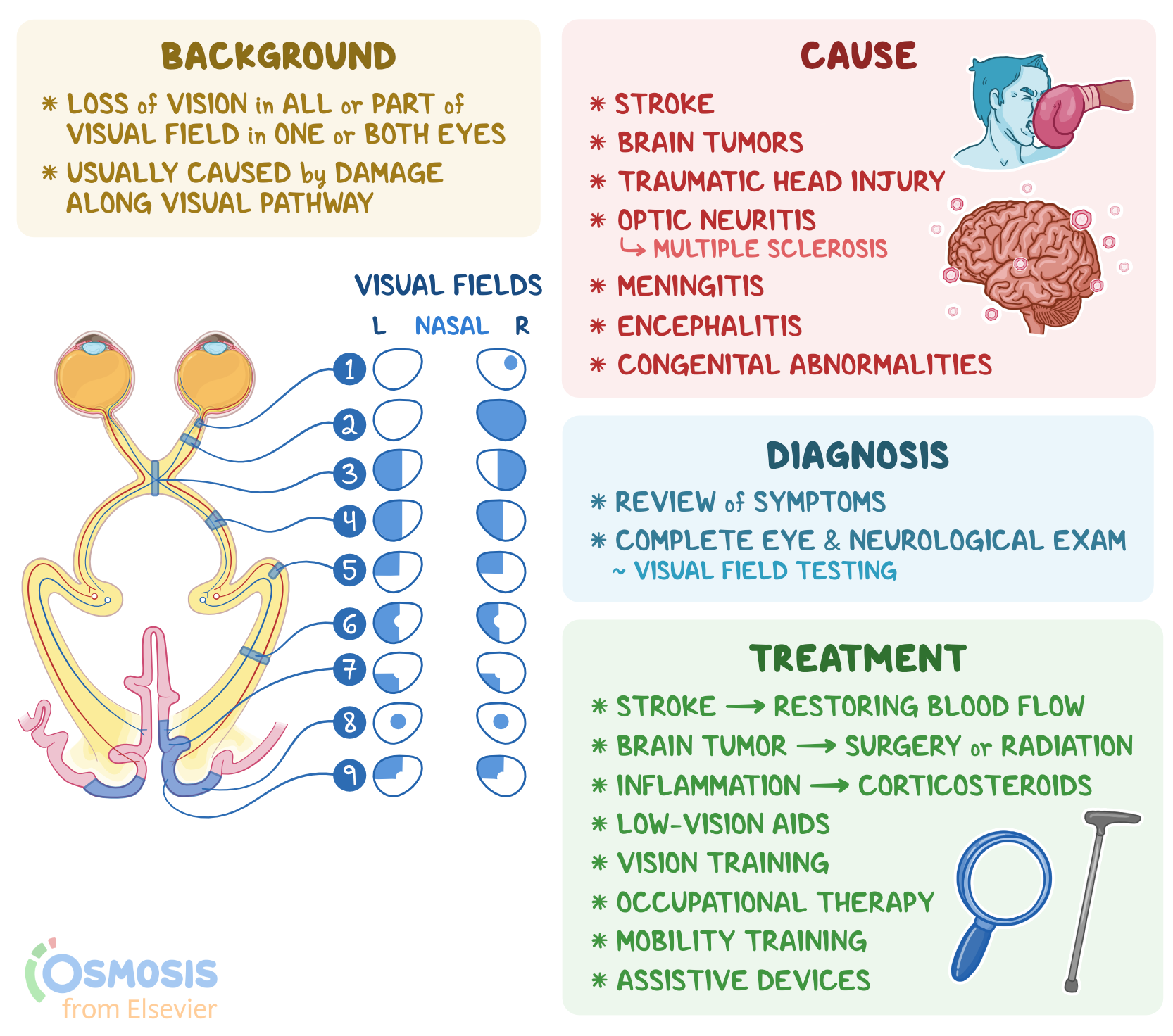 Anopia: What Is it, Causes, Treatment, and More | Osmosis