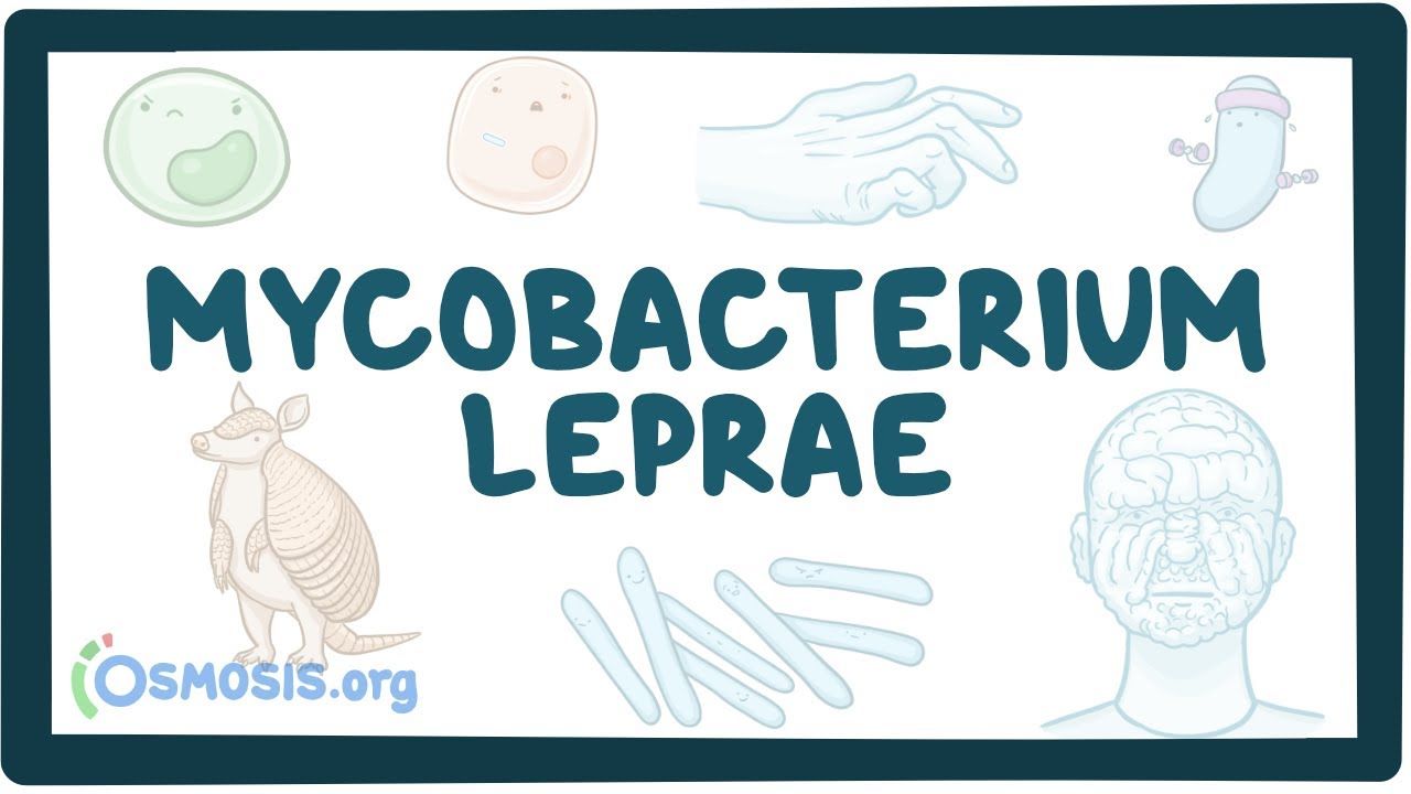 Leprosy Bacteria Structure Leprosy