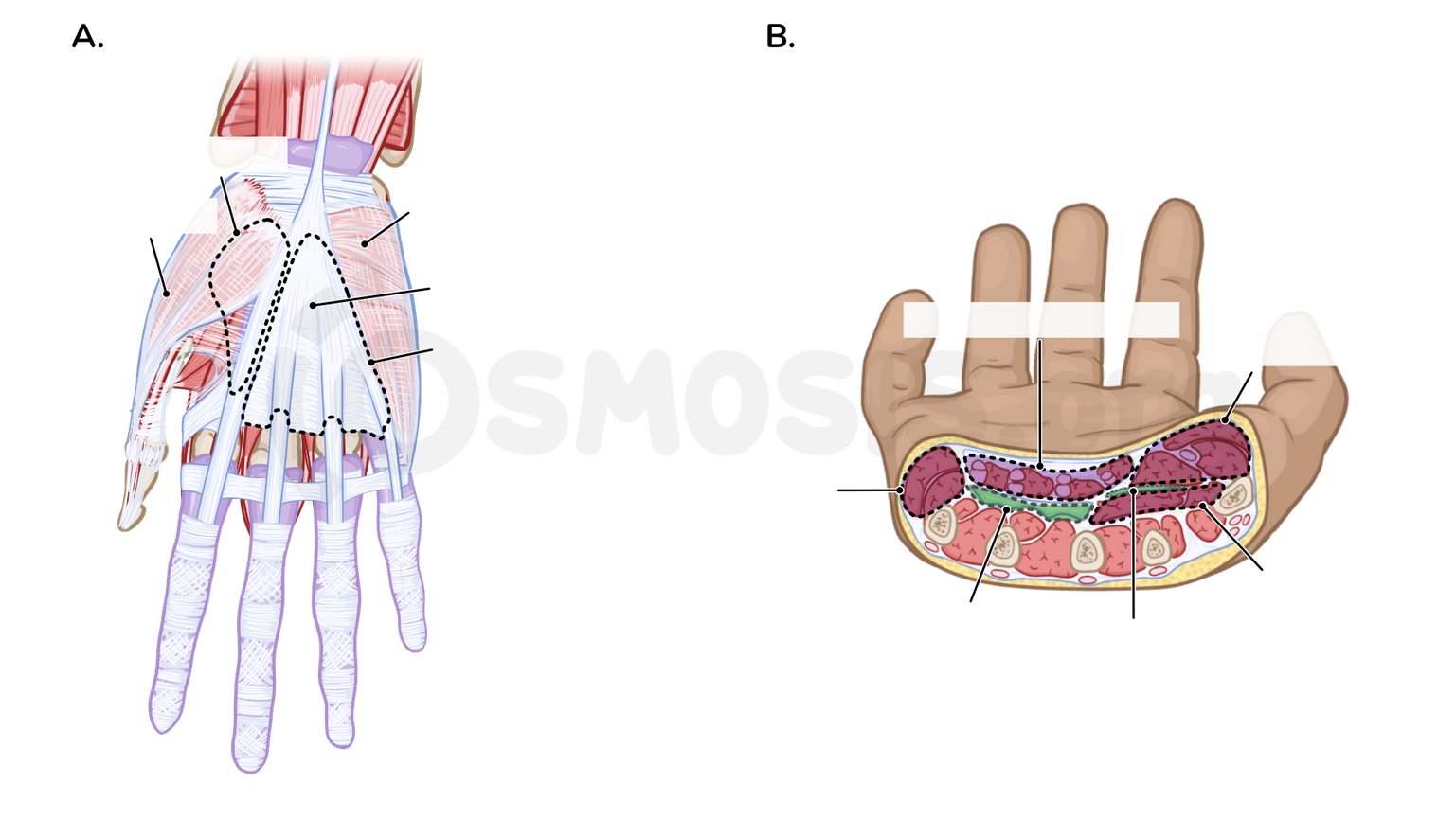 Muscles of the hand | Osmosis