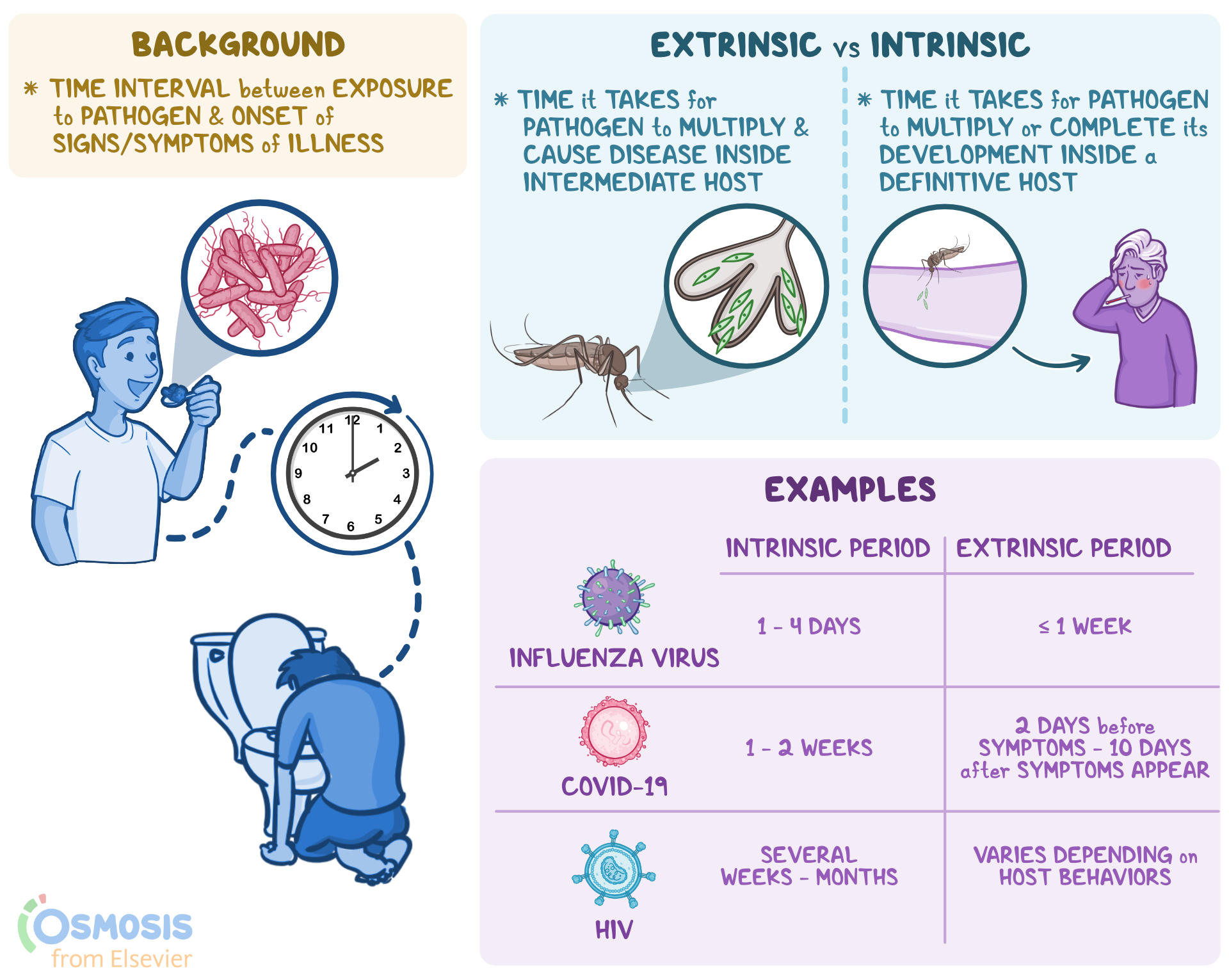 Incubation Period: What It Is, Different Types, Examples, and More ...