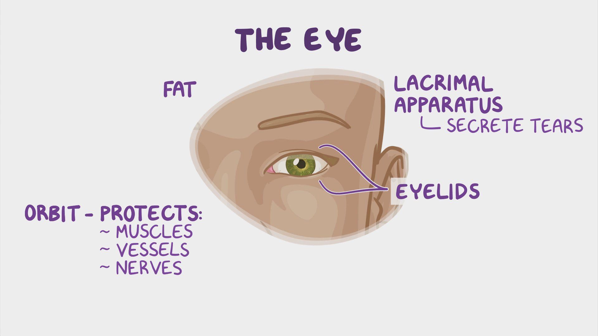 Anatomy of the eye - Osmosis