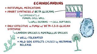Candida Auris Infection: What Is It, Causes, Signs, and More | Osmosis