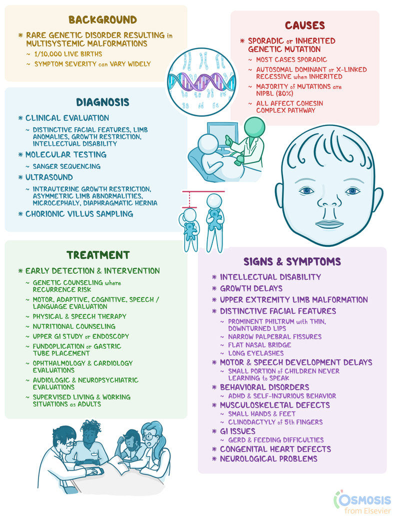 Cornelia De Lange Syndrome What Is It Causes Signs Symptoms Osmosis Cornelia De Lange Syndrome What Is It Causes Signs Symptoms Osmosis