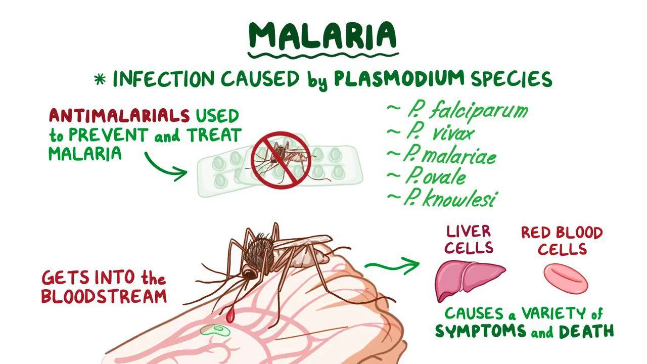 Video: Antimalarials | Osmosis