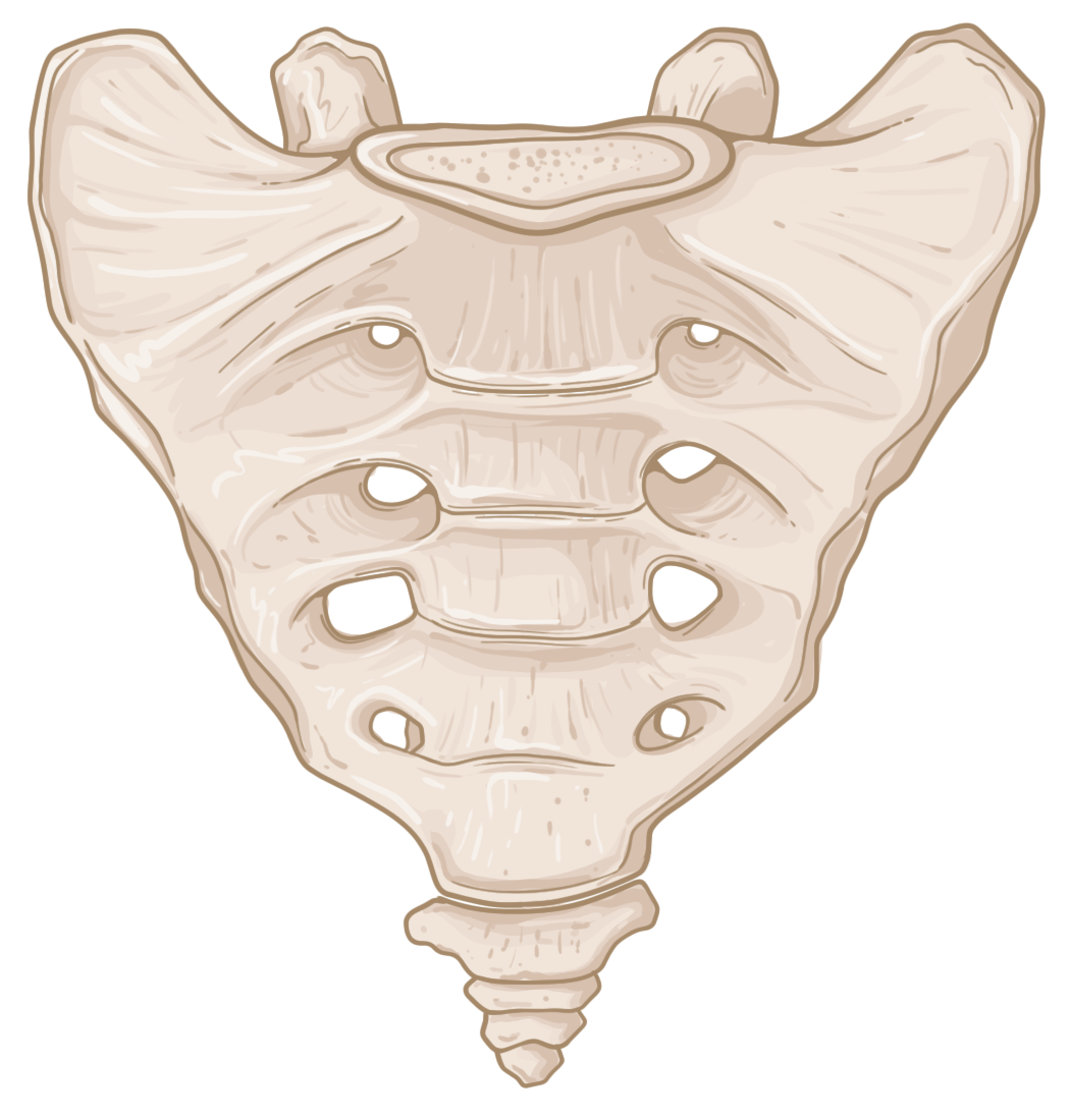 Sacrum myofascial release | Osmosis