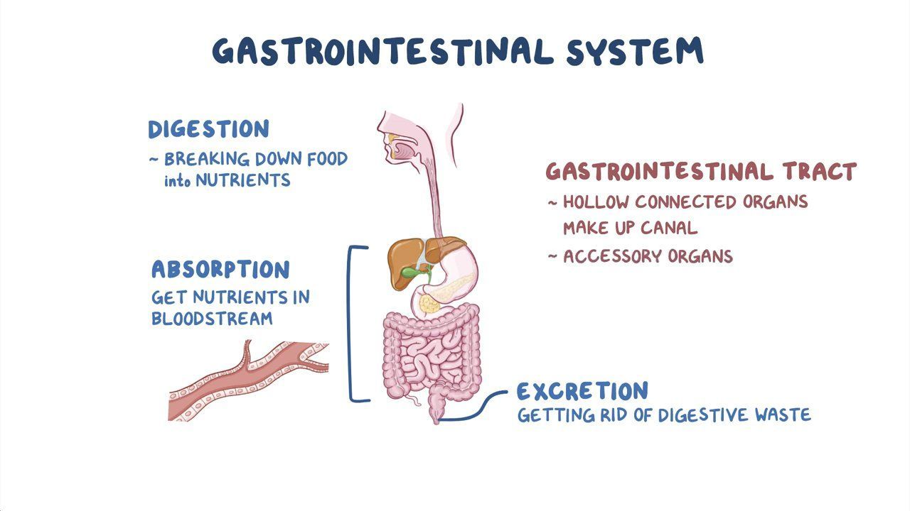 Video: Gastrointestinal system: Structure and function | Osmosis