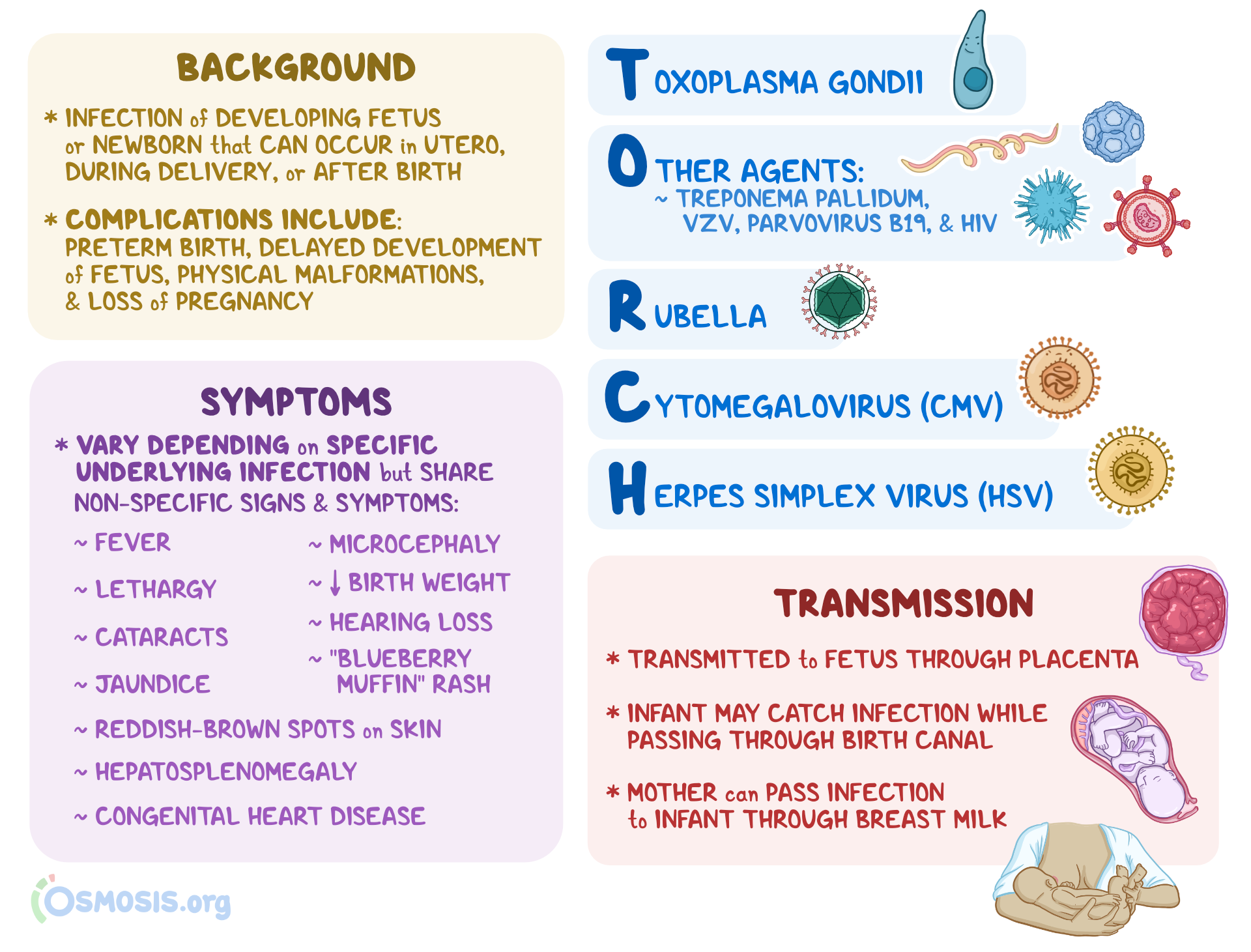 TORCH Infection What Is It Symptoms Treatment And More Osmosis TORCH Infection What Is It Symptoms Treatment And More Osmosis