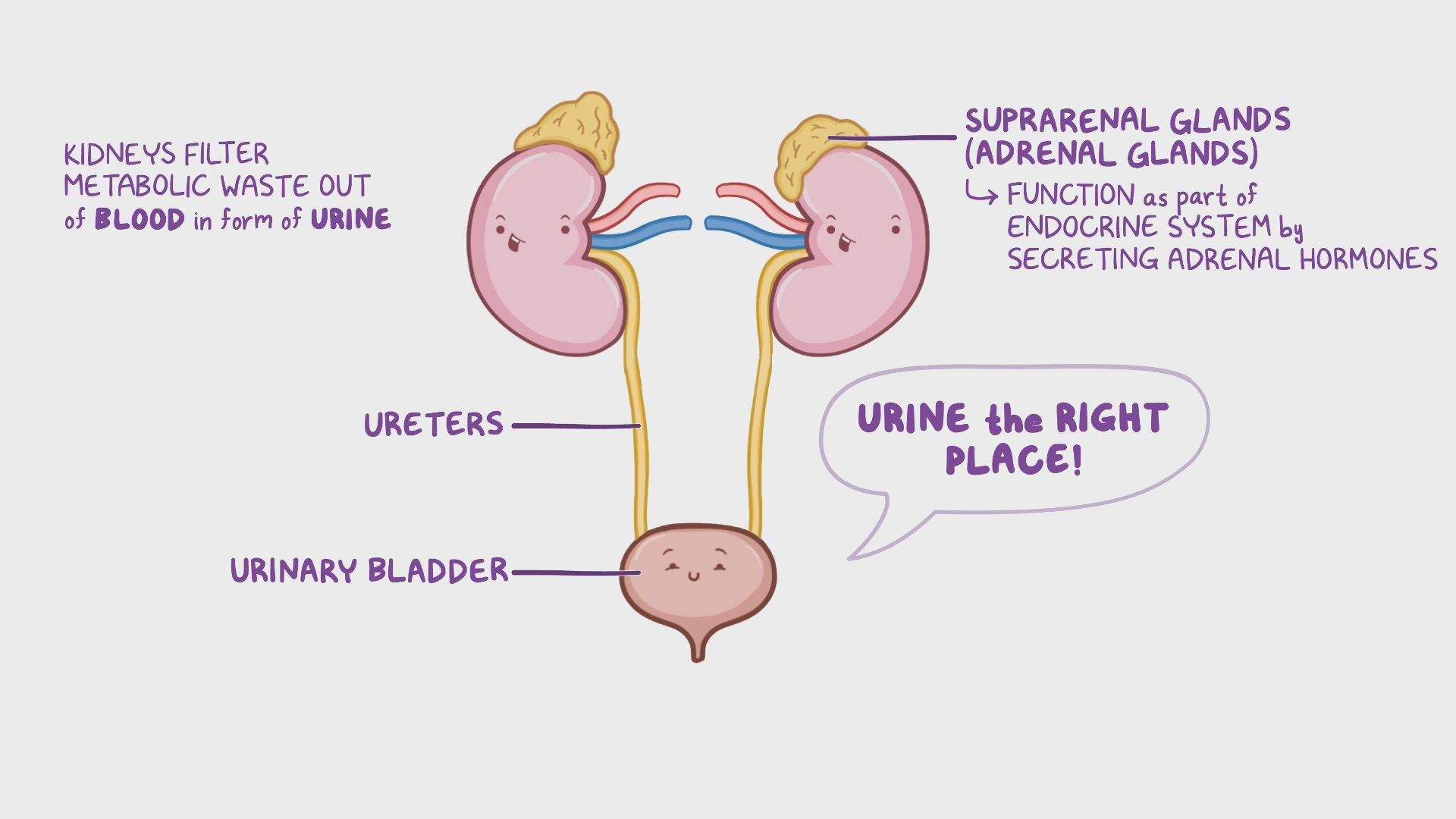 Video: Anatomy of the abdominal viscera: Kidneys, ureters and ...