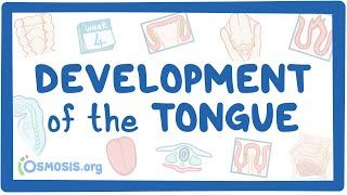 Video poster for Development of the Tongue
