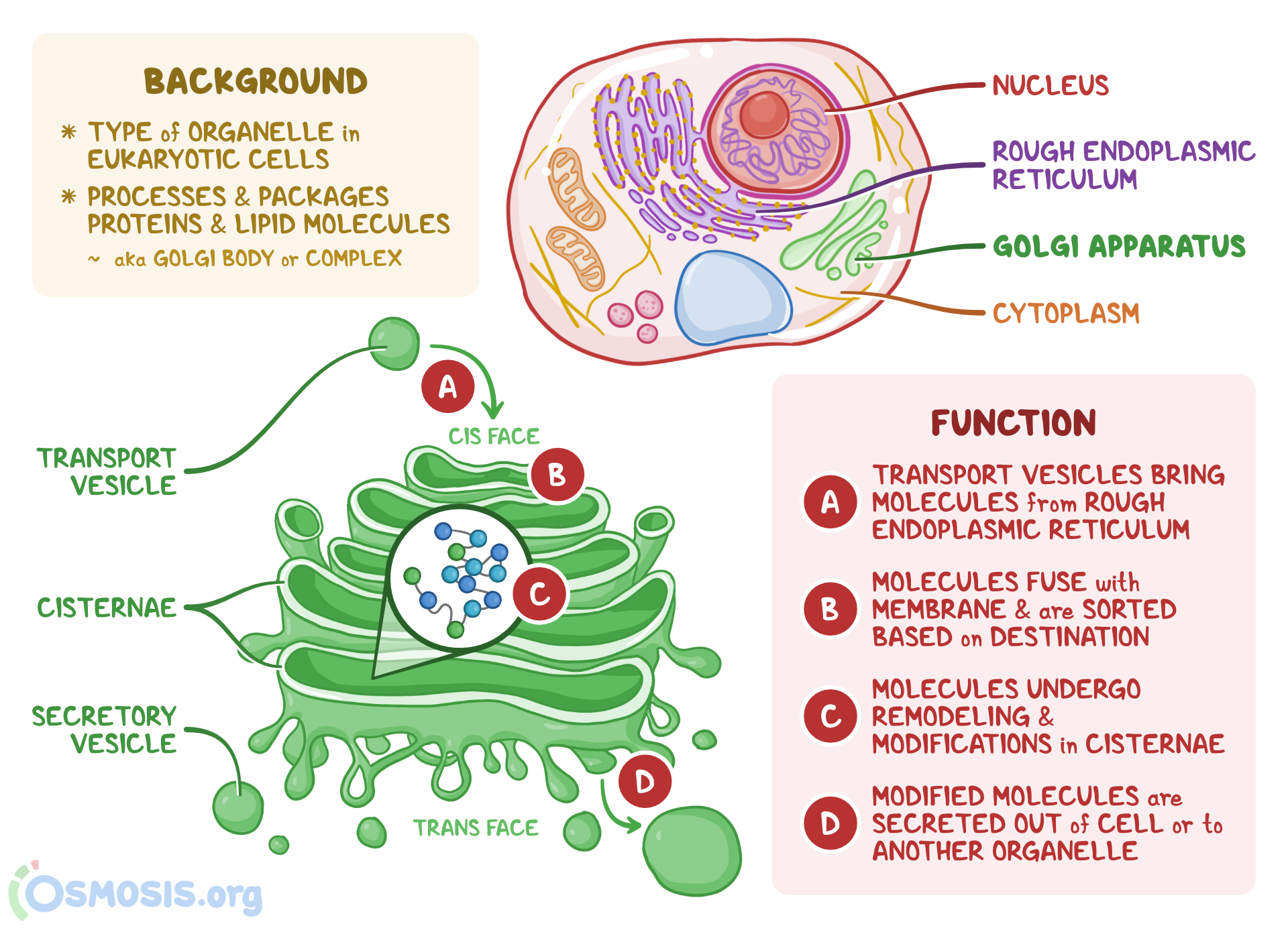 Golgi Apparatus What Is It Where It Is What Is The Function And Golgi Apparatus What Is It Where It Is What Is The Function And