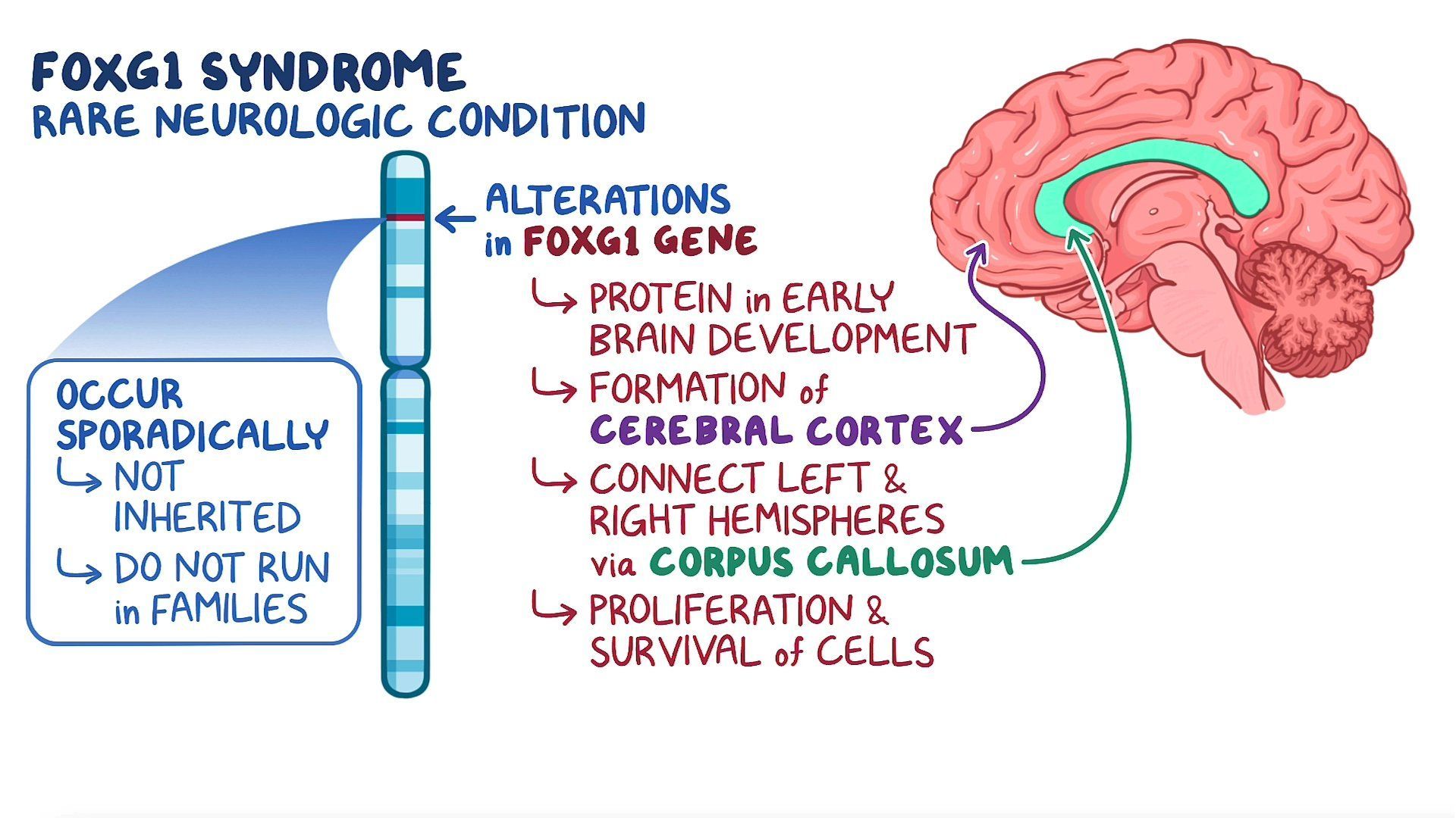 Video: FOXG1 syndrome: Year of the Zebra | Osmosis