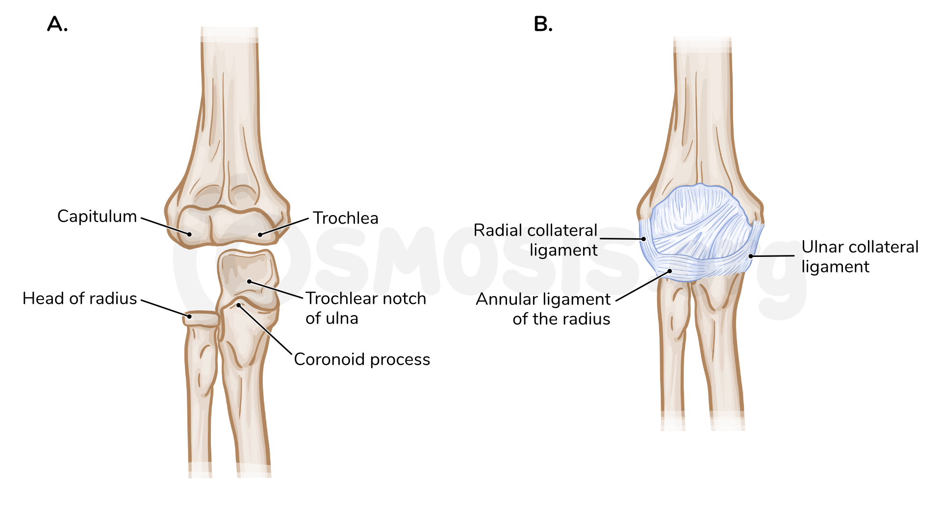 Anatomy Of The Elbow Joint Osmosis