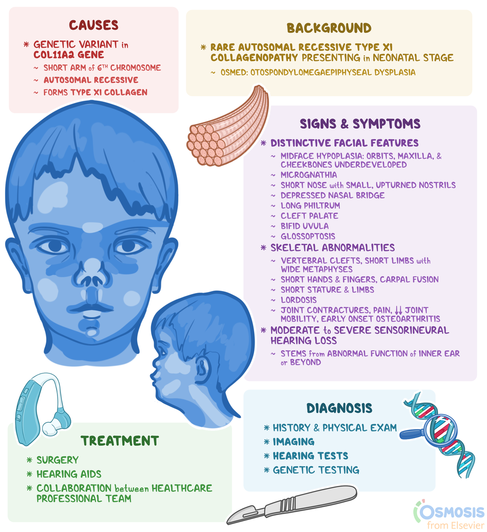 Homozygous Otospondylomegaepiphyseal dysplasia (OSMED): What Is It ...