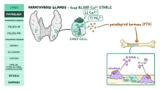 Chvostek Sign: What Is It, What Does It Indicate, and More | Osmosis