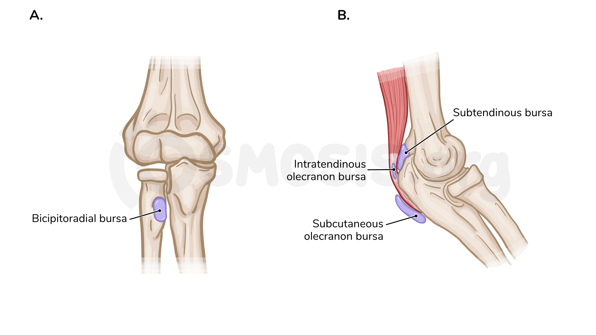 Anatomy Of The Elbow Joint Osmosis
