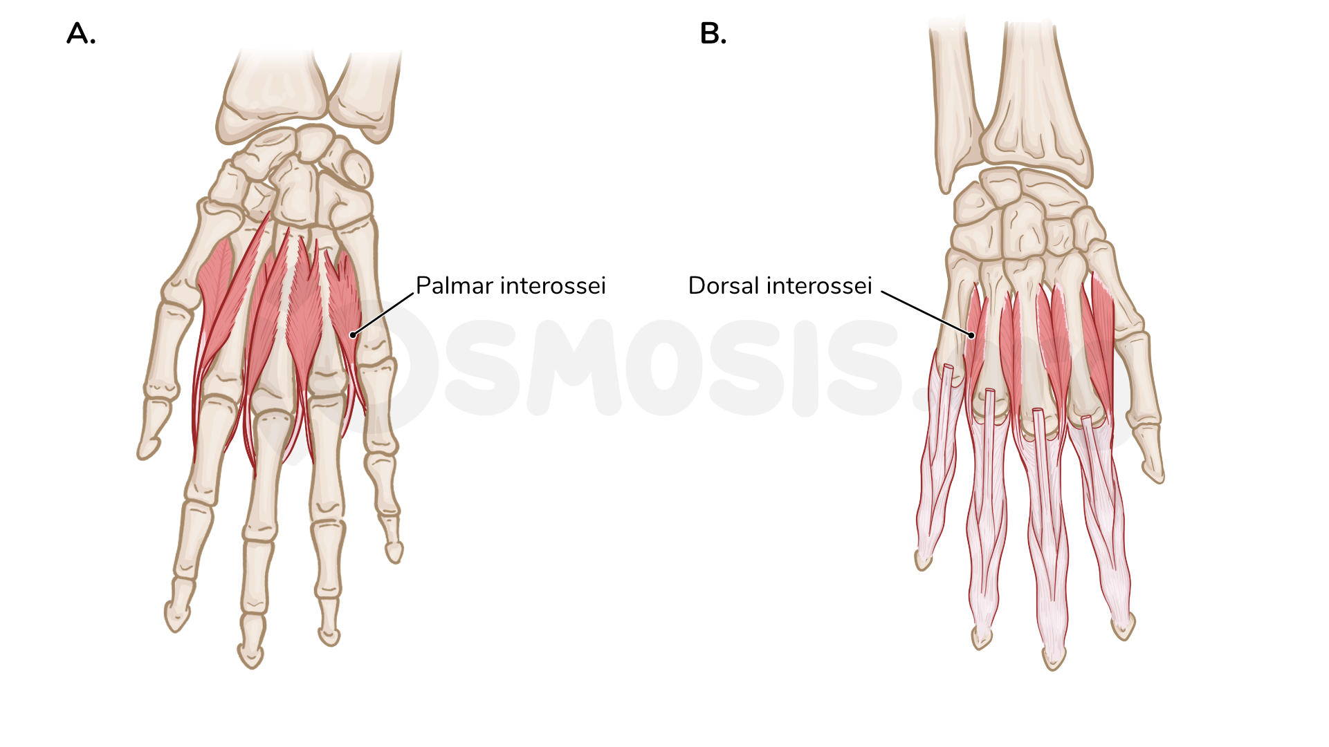 Muscles of the hand | Osmosis