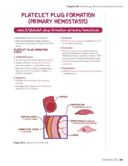 Platelet Plug Formation primary Hemostasis Video Causes Meaning