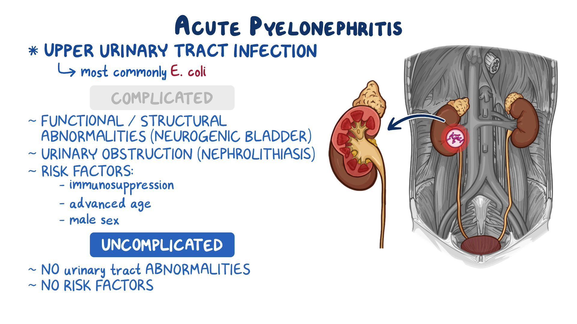 Acute Pyelonephritis Pyelonephritis: Nursing: Video & Causes | Osmosis