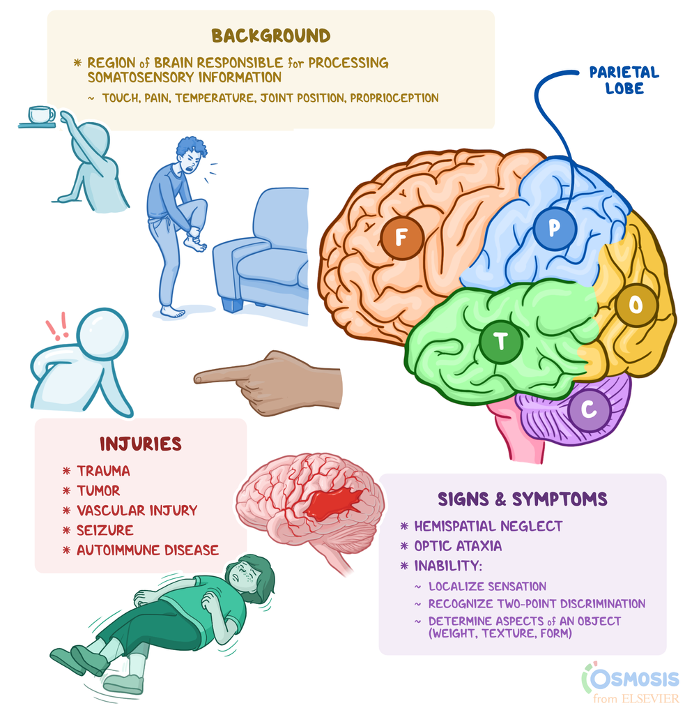 Parietal Lobe What Is It Location Function And More Osmosis