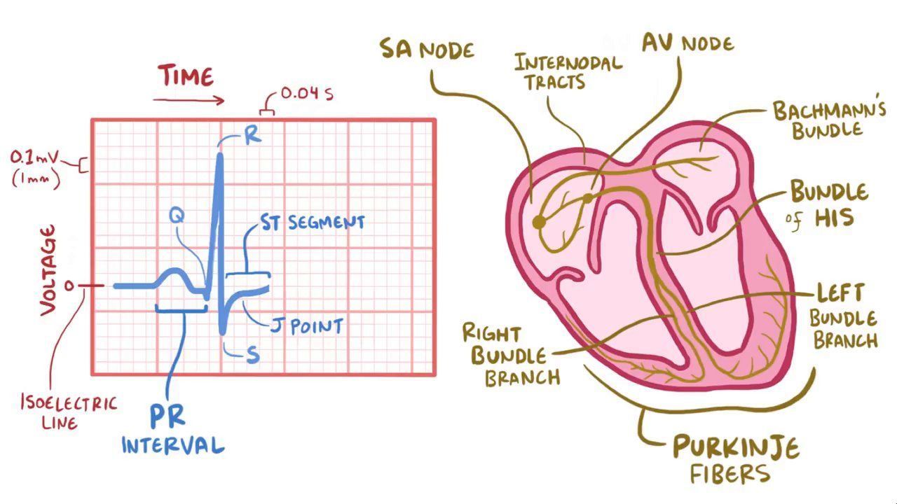 Video ECG Normal Sinus Rhythm Osmosis Video ECG Normal Sinus Rhythm Osmosis