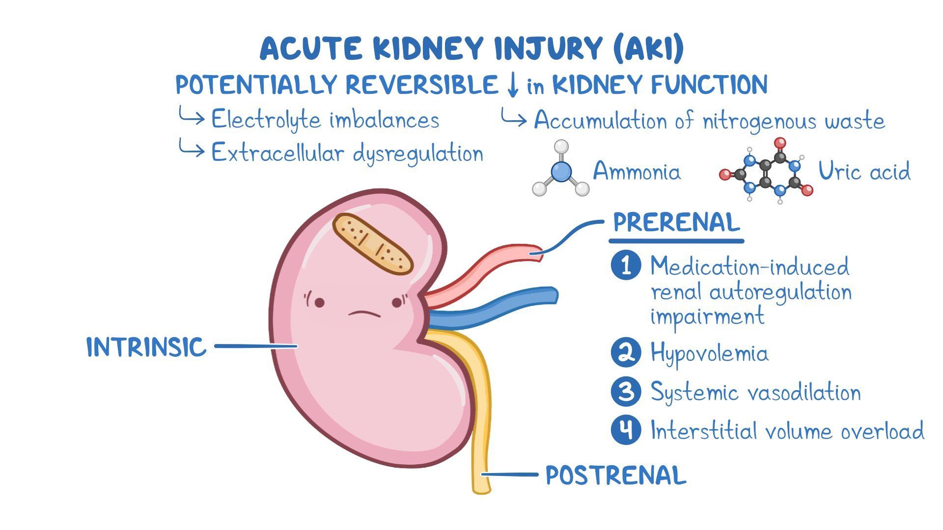 Prerenal Causes Of Kidney Failure Renal Pathophysiology Acute Kidney Prerenal Causes Of Kidney Failure Renal Pathophysiology Acute Kidney
