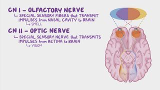 Marcus Gunn Pupil: What Is It, Causes, Treatment, and More | Osmosis