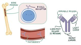 Humoral and b-cell deficiencies Notes: Diagrams & Illustrations | Osmosis