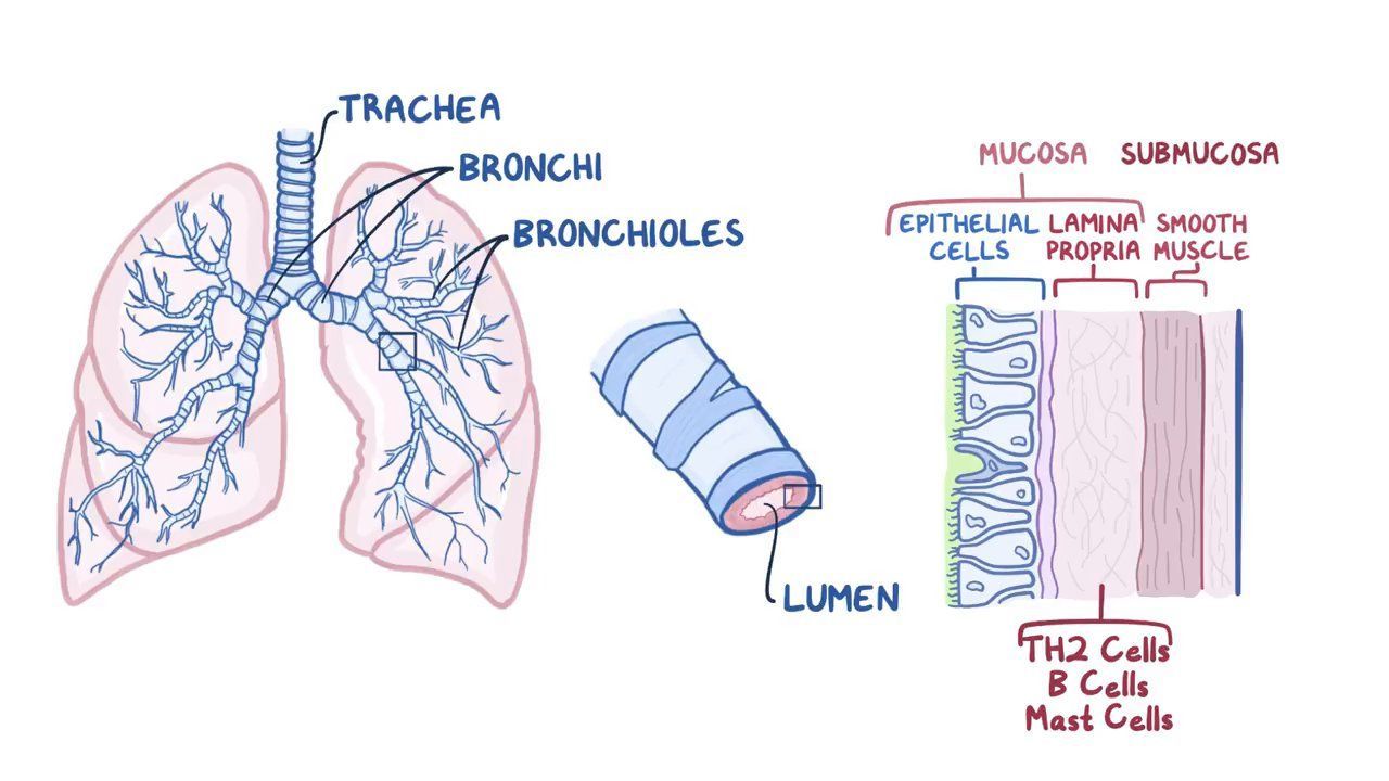 Video: Bronchodilators: Leukotriene antagonists and methylxanthines ...