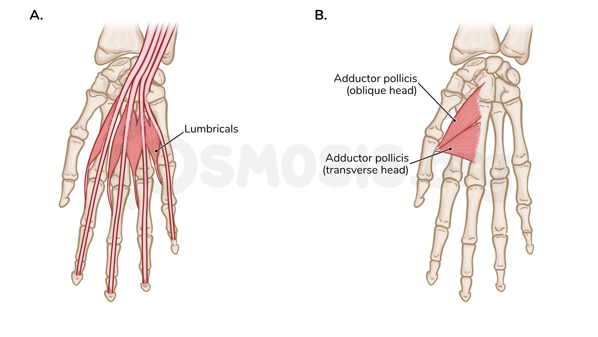 Muscles of the hand | Osmosis