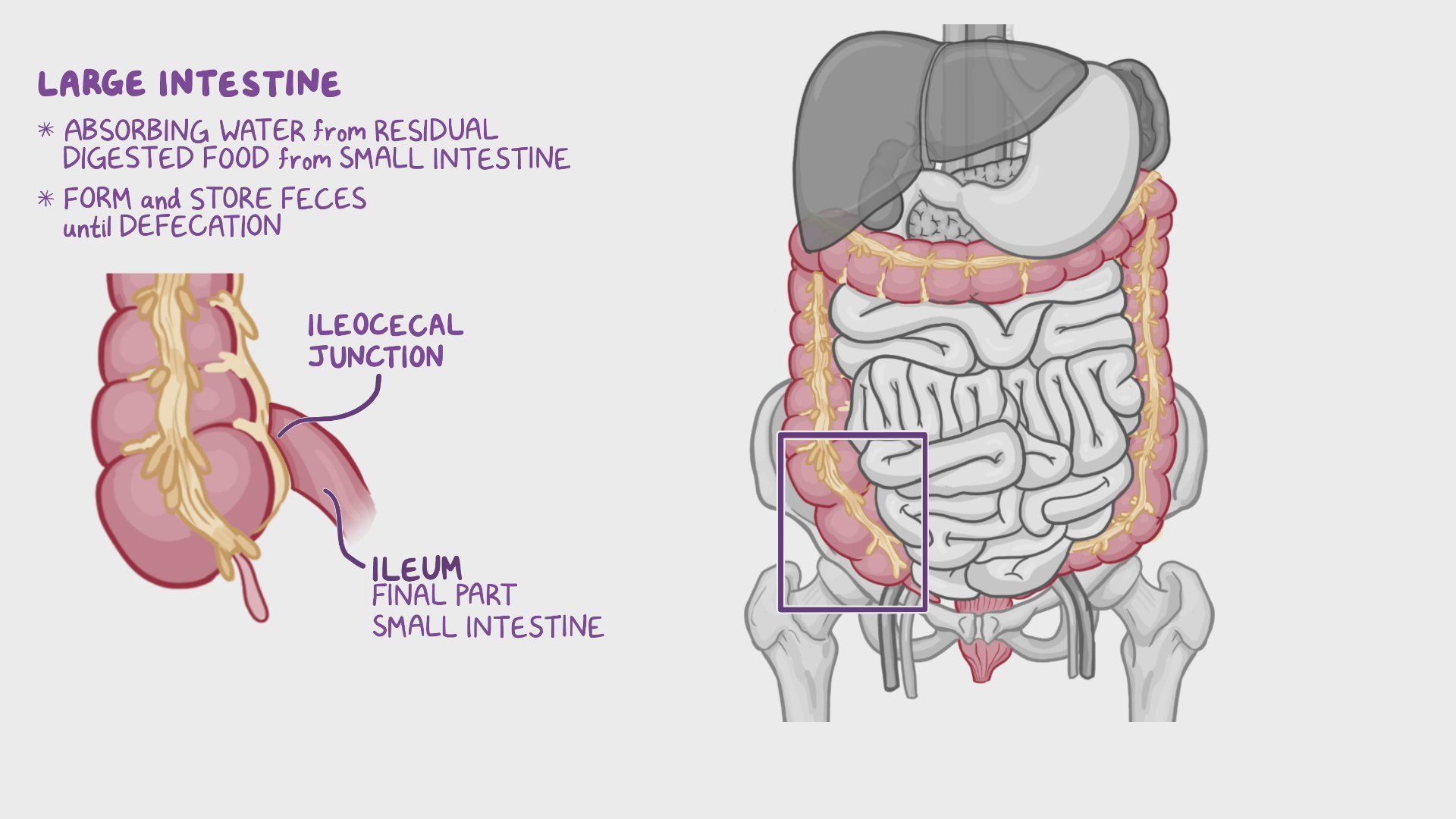 Abdominal Visceral