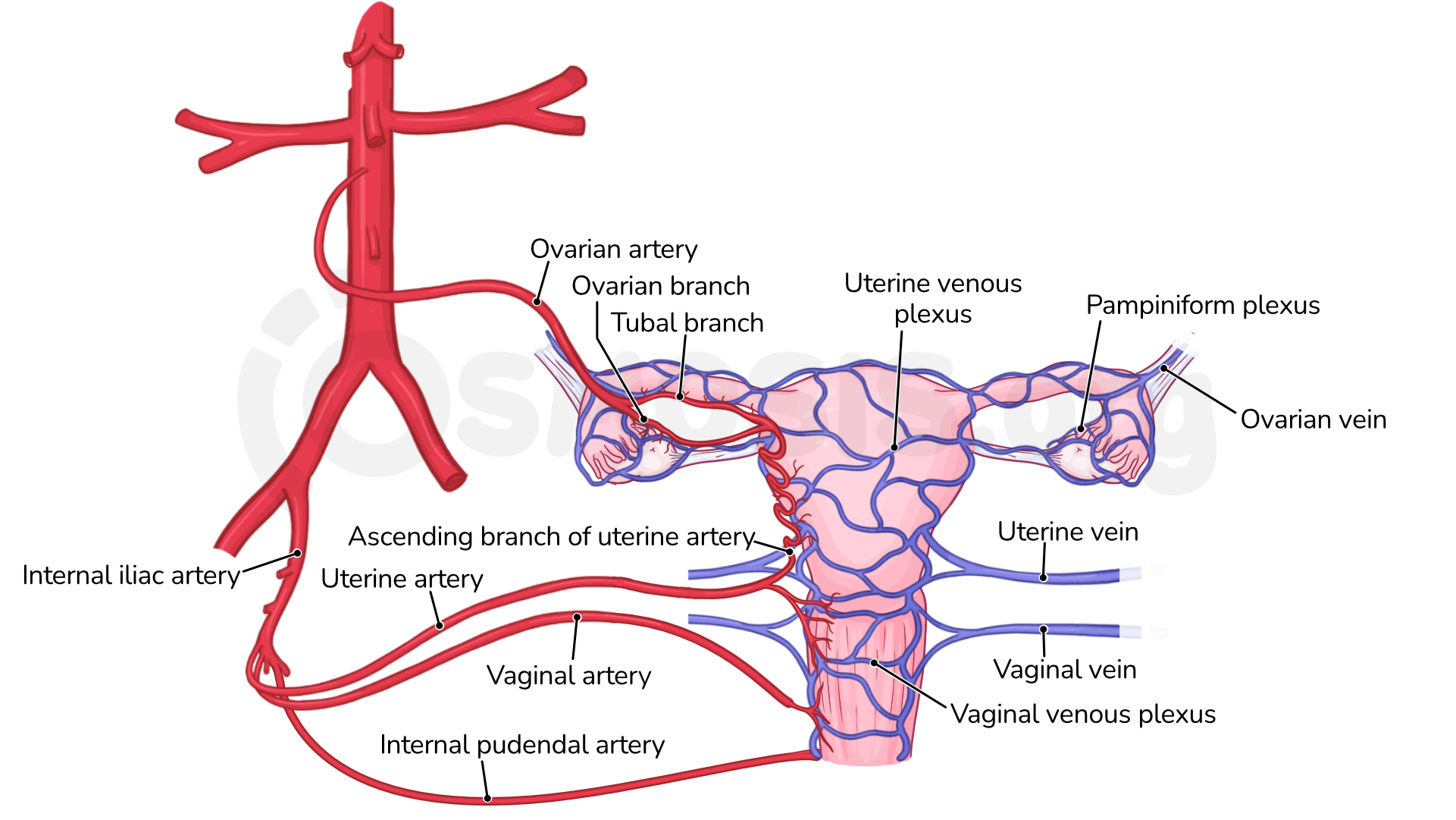 Anatomy Of The Female Reproductive Organs Of The Pelvis Osmosis