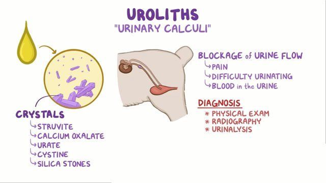 Video: Urinary stones in dogs | Osmosis