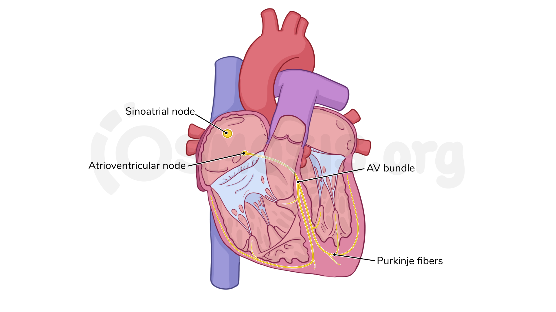 Anatomy Of The Heart Osmosis Anatomy Of The Heart Osmosis