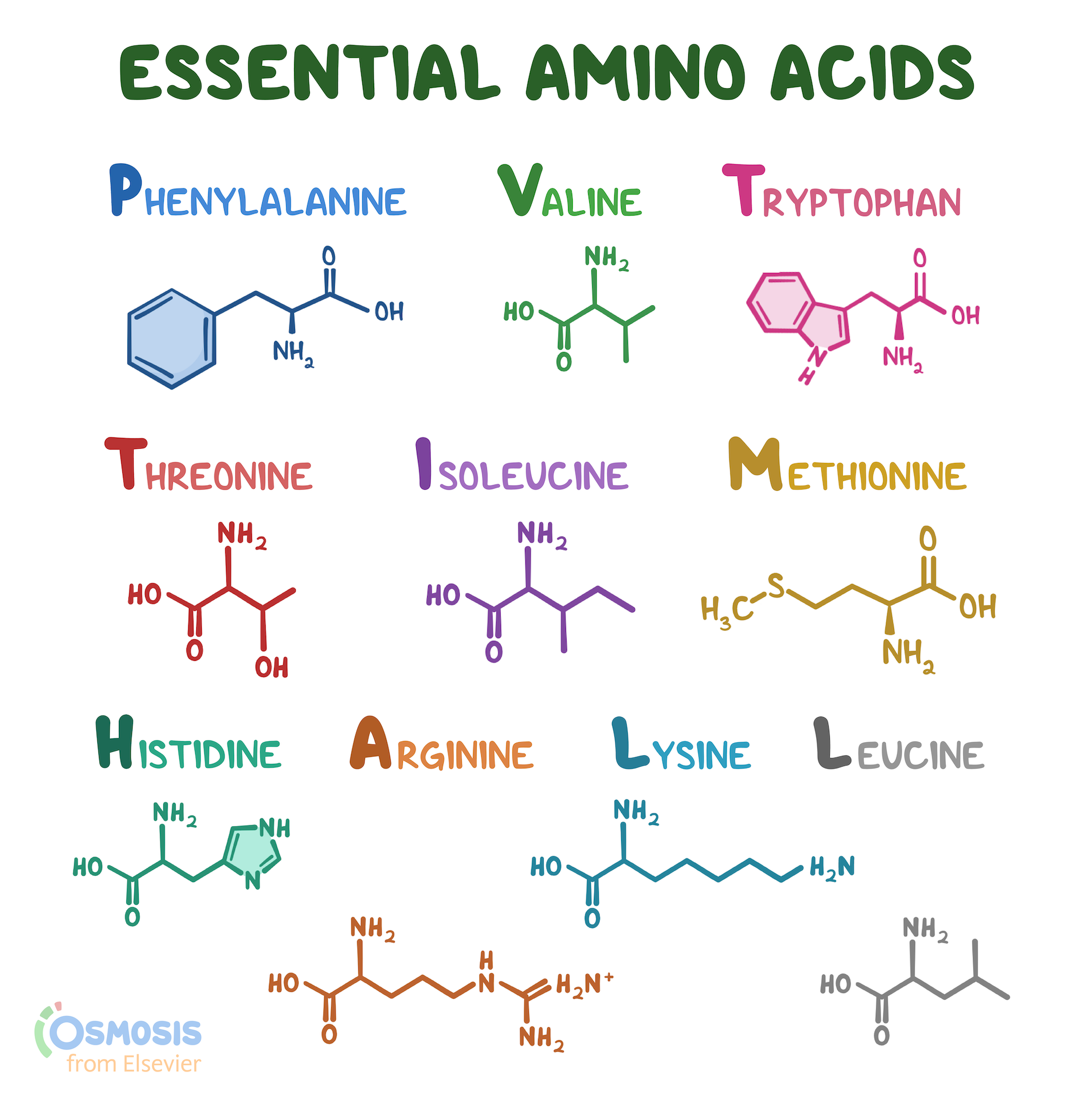 Structure Of Amino Acid