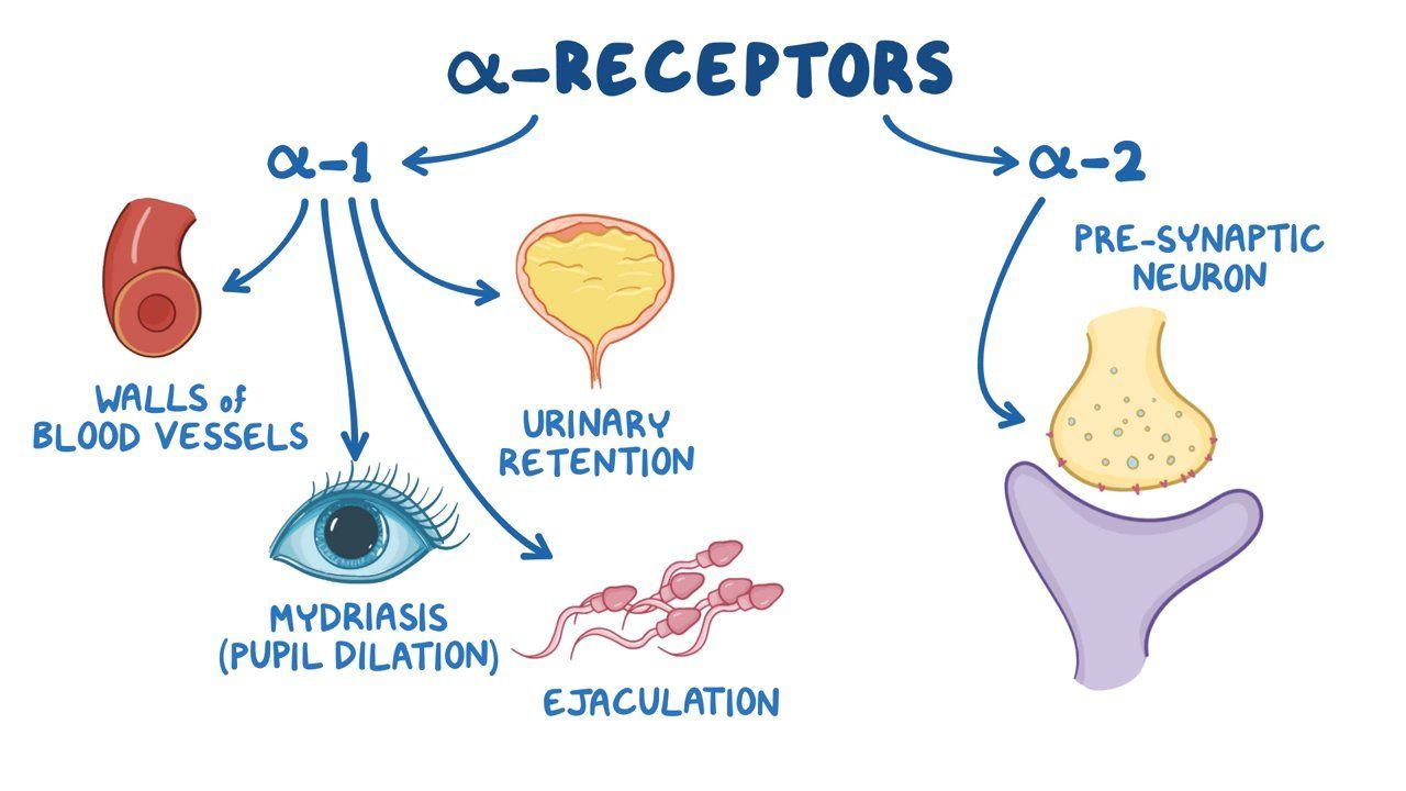 Peripheral Postsynaptic Anti adrenergics Alpha Blockers Osmosis Peripheral Postsynaptic Anti adrenergics Alpha Blockers Osmosis