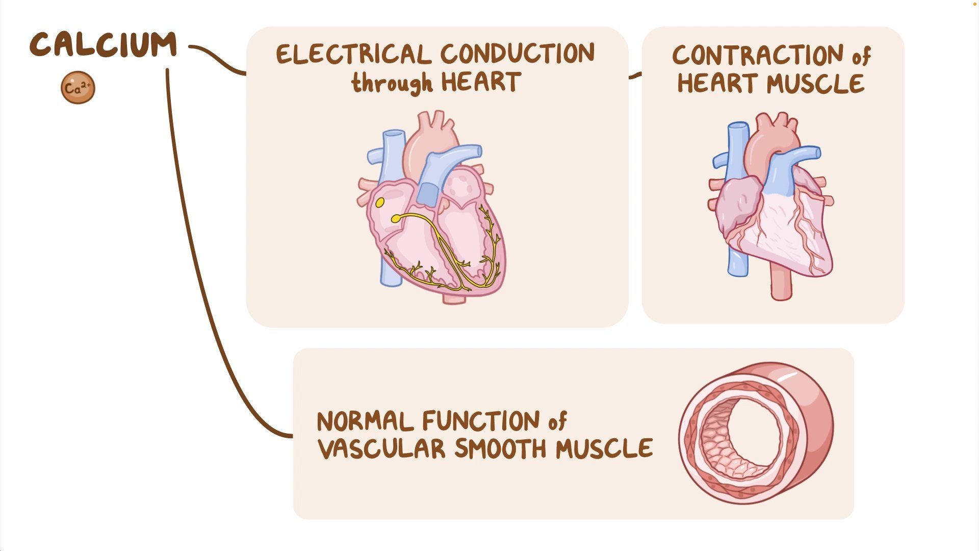 Video: Class IV Antidysrhythmic Therapy (Calcium Channel Blockers ...