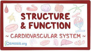 Video poster for Cardiovascular system: Structure and function