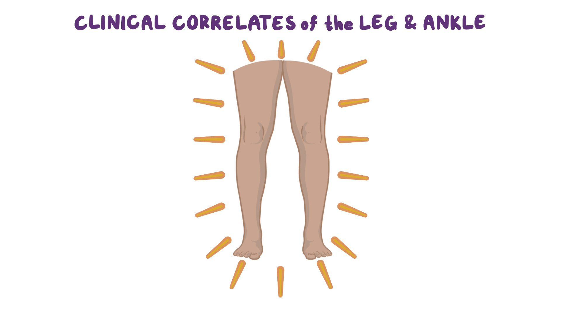 Video: Anatomy clinical correlates: Leg and ankle