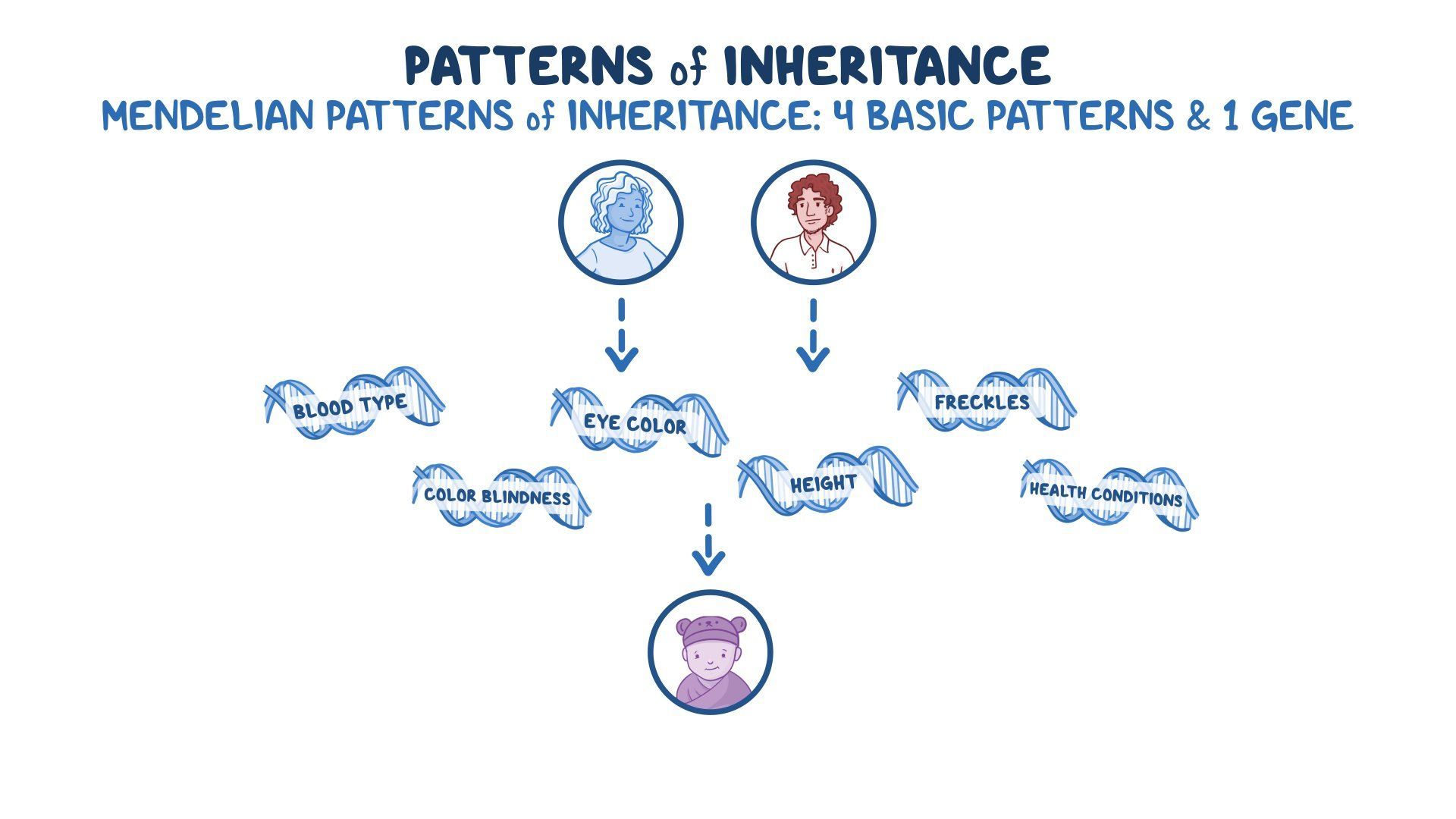 Video: Mendelian patterns of inheritance: Nursing pathophysiology | Osmosis