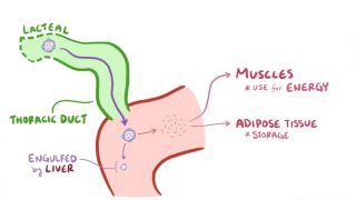 Phytanic Acid: What Is It, What Foods Contain It, and More | Osmosis