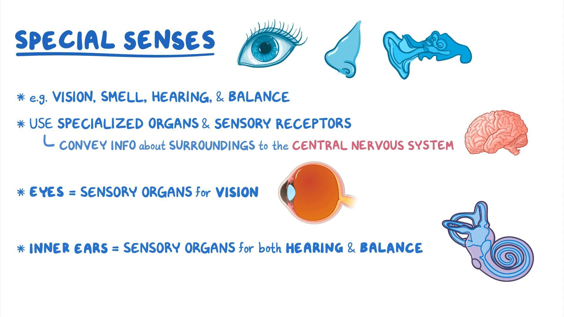 Eye and ear histology - Osmosis