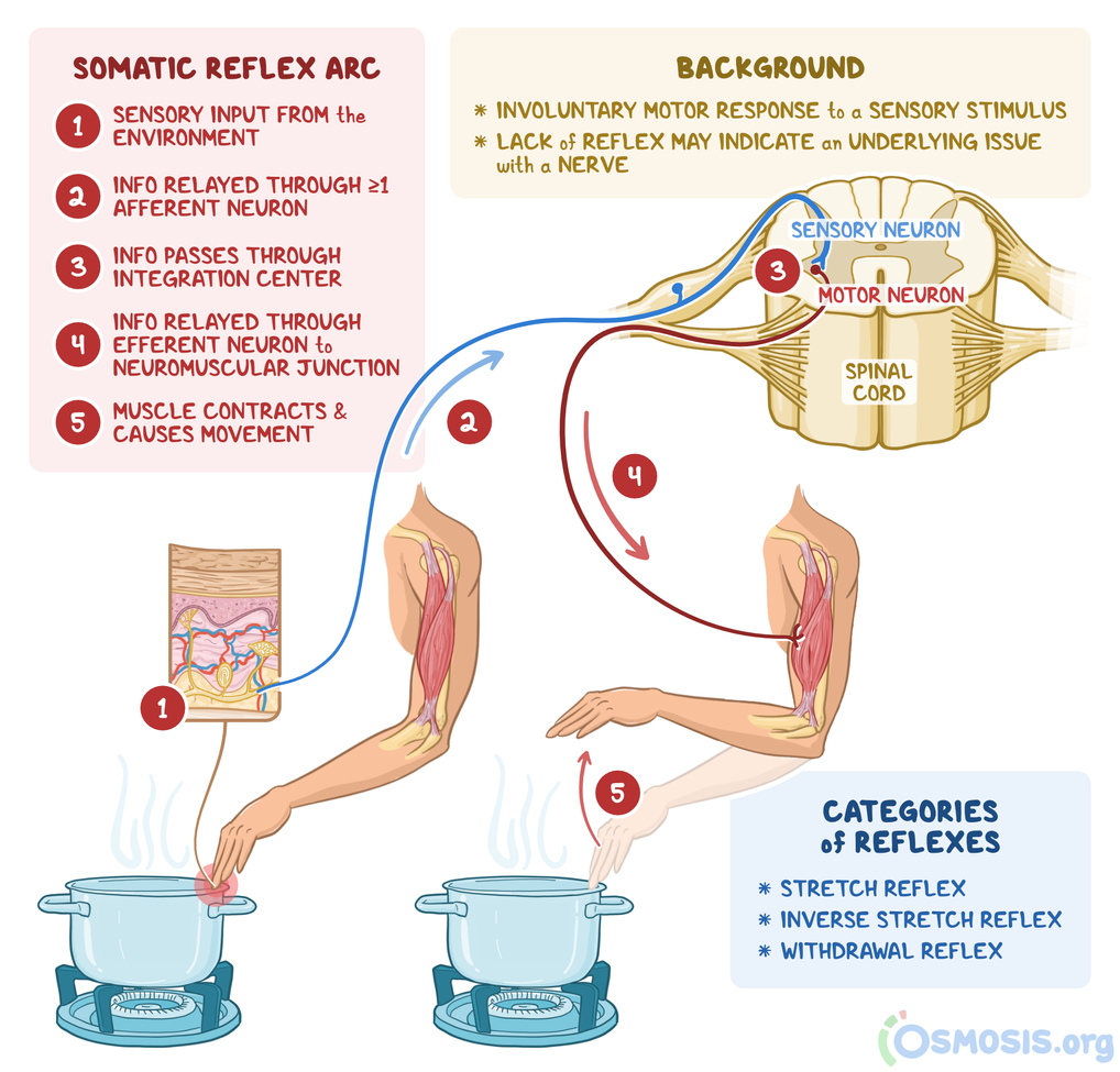 Somatic Reflex What Is It Types And More Osmosis